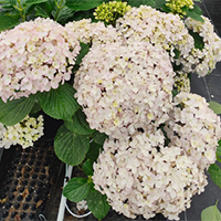 Australia's largest Hydrangea supplier