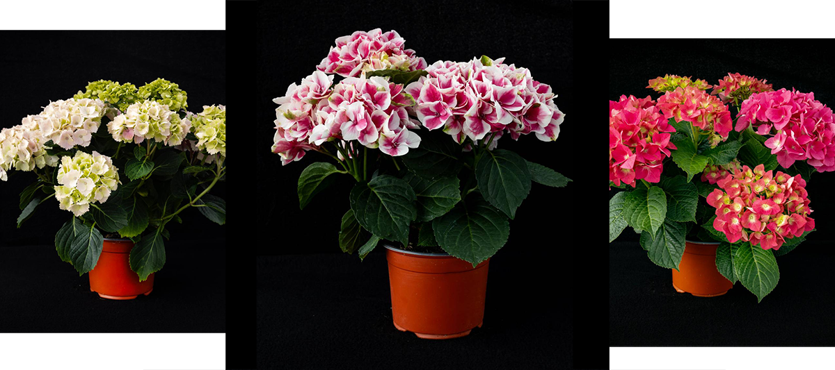 Australia's largest Hydrangea supplier